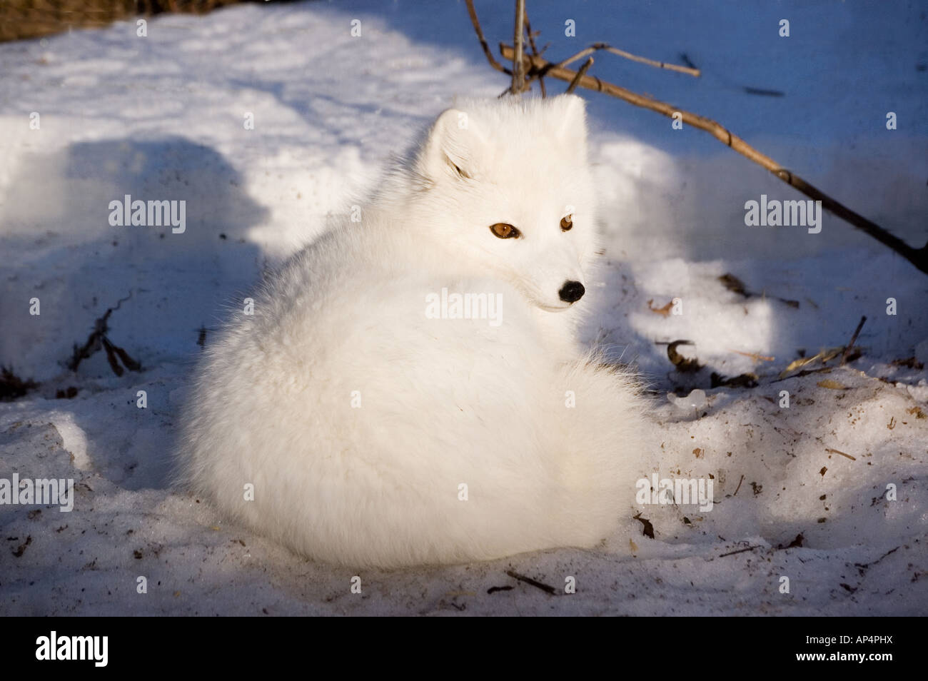 Canada arctic fox hi-res stock photography and images - Alamy
