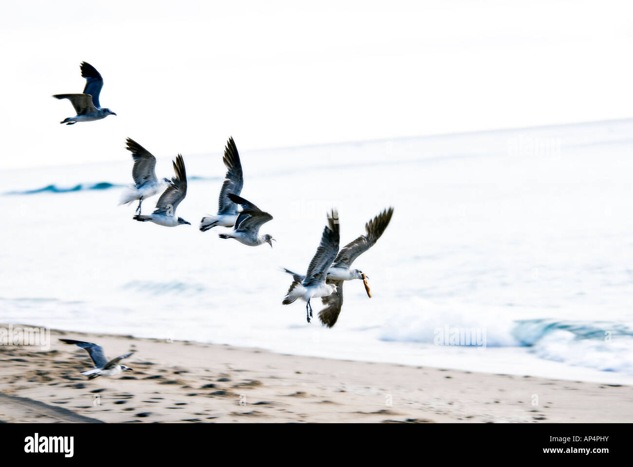 Seagulls chasing food Stock Photo - Alamy
