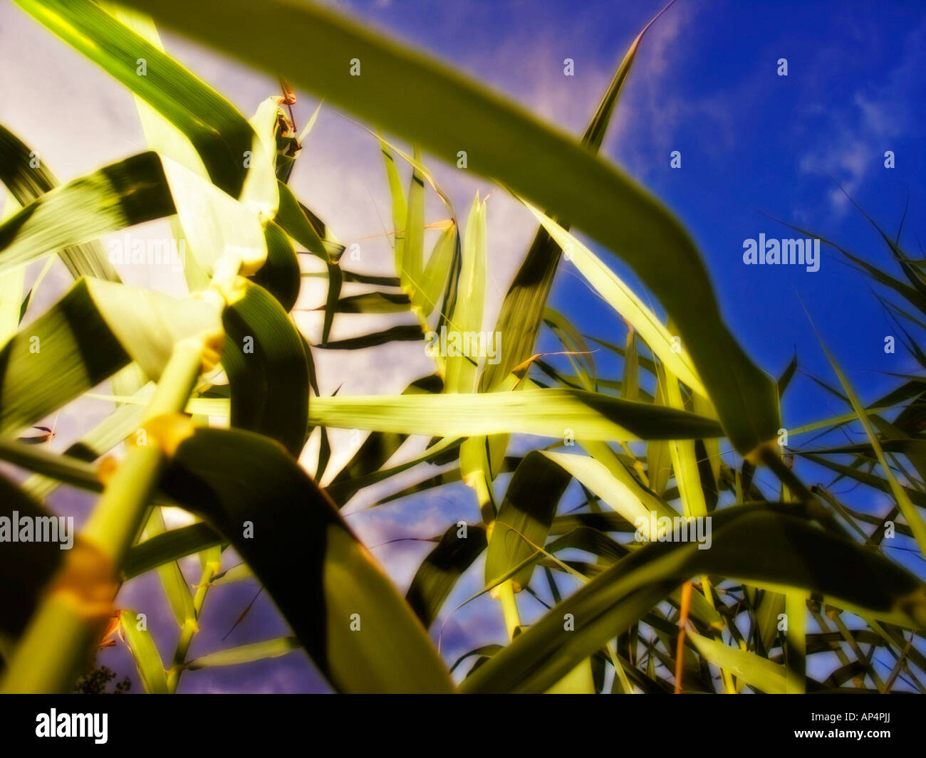 Close-up of Giant reed (Arundo Donax) field Stock Photo - Alamy
