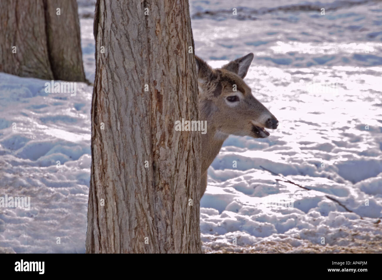 White-Tailed Deer behind a tree Stock Photo - Alamy
