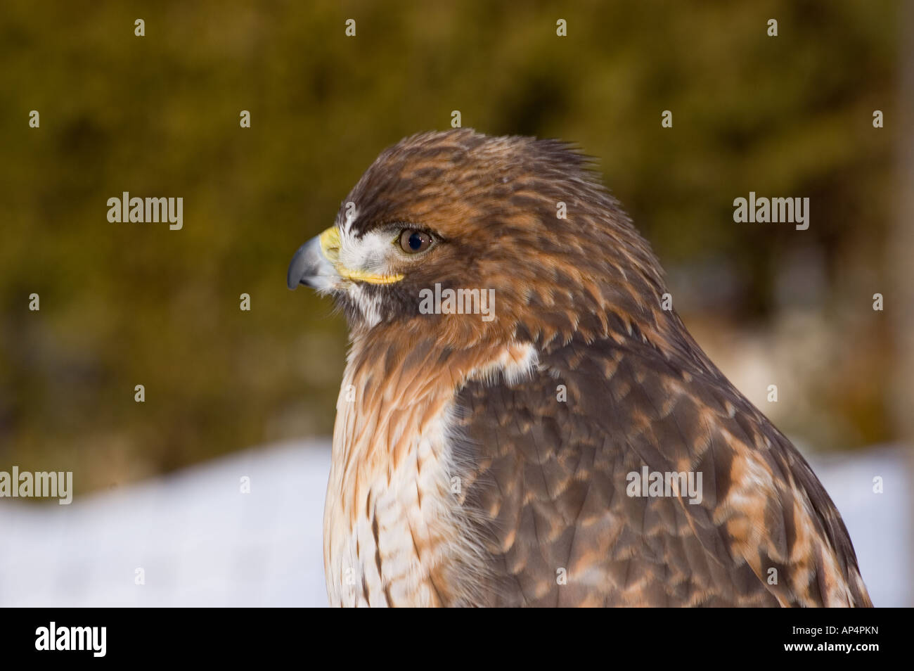 A Red-Tailed Hawk Stock Photo - Alamy