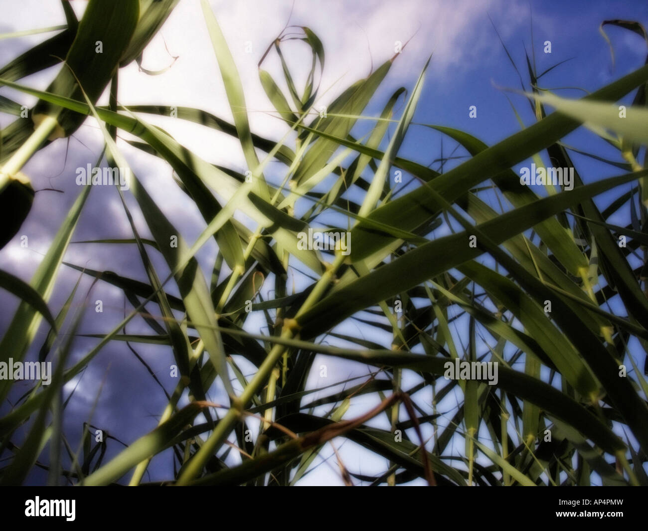 Giant reed spanish cane hi-res stock photography and images - Alamy