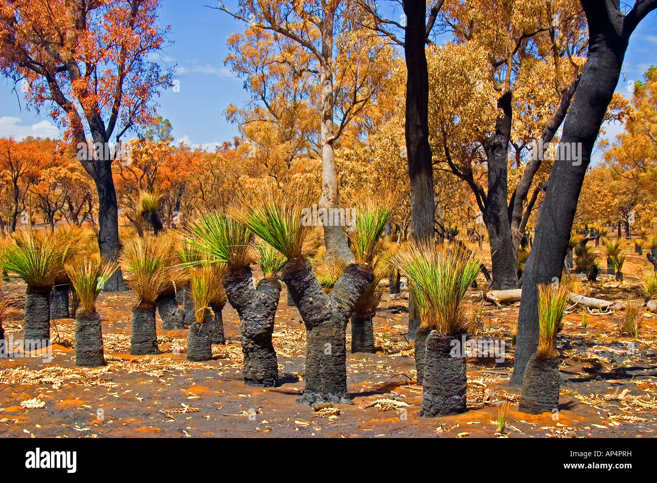 Australian backwoods hi-res stock photography and images - Alamy