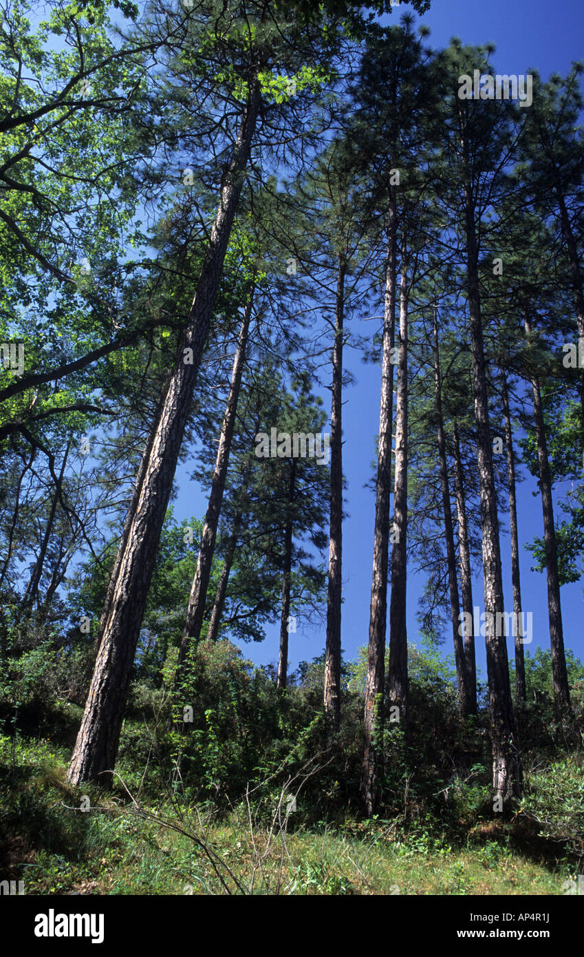 Gray pines hi-res stock photography and images - Alamy