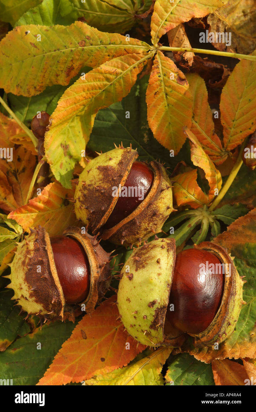 Conkers in spiked husk Aesculus Hippocastanum Horse Chestnut tree ...