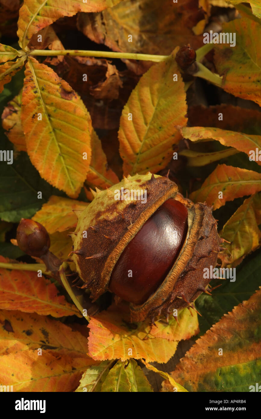 Conkers in spiked husk Aesculus Hippocastanum Horse Chestnut tree ...