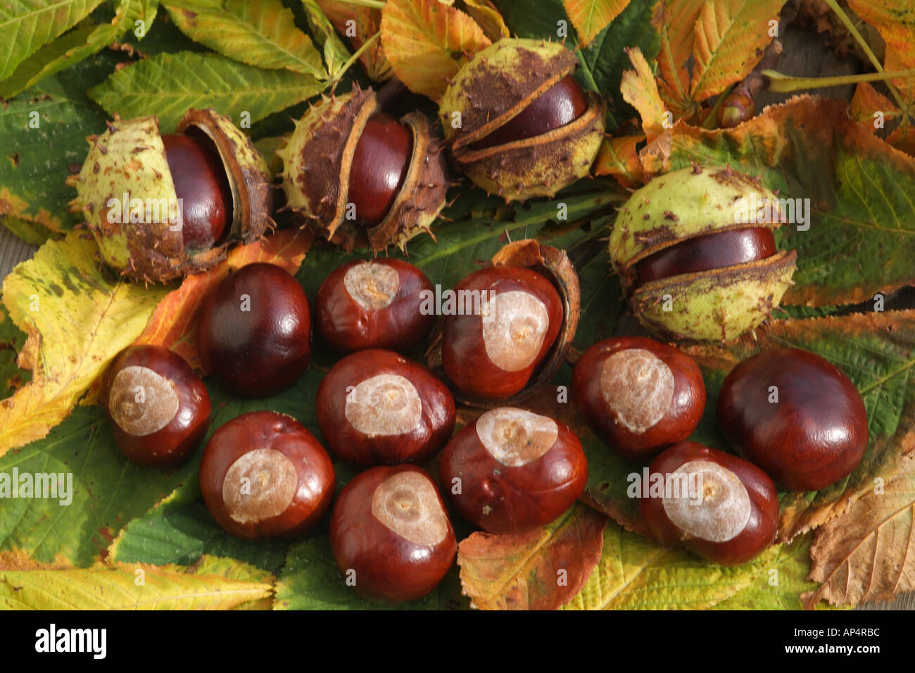 Conkers Aesculus Hippocastanum Horse Chestnut tree England UK European ...