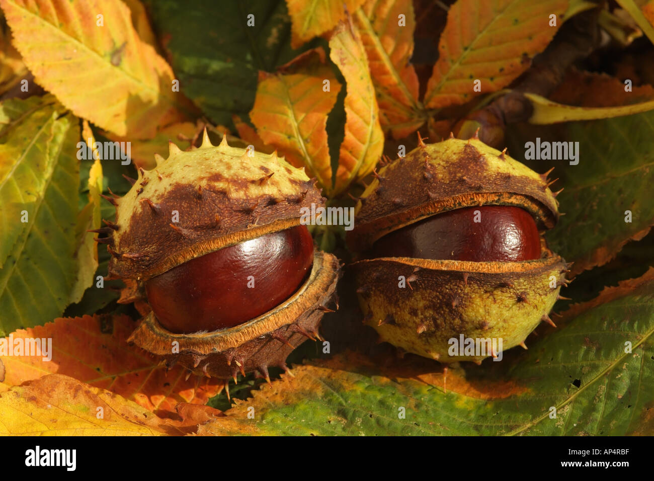 Conkers in spiked husk Aesculus Hippocastanum Horse Chestnut tree ...
