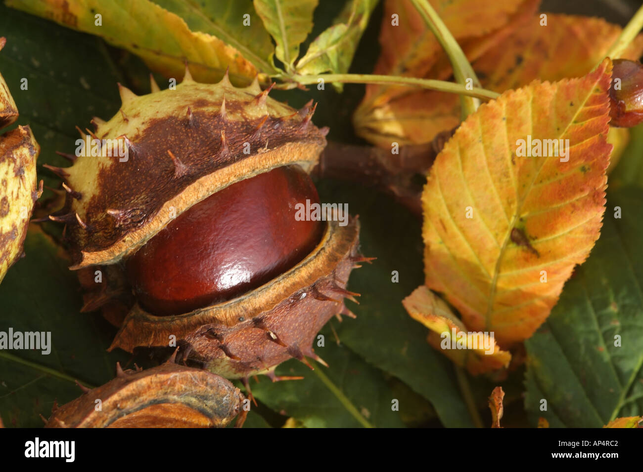 Conkers in spiked husk Aesculus Hippocastanum Horse Chestnut tree ...