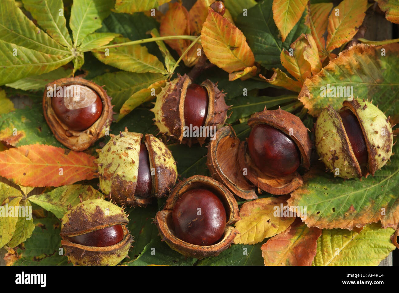 Conkers in spiked husk Aesculus Hippocastanum Horse Chestnut tree ...