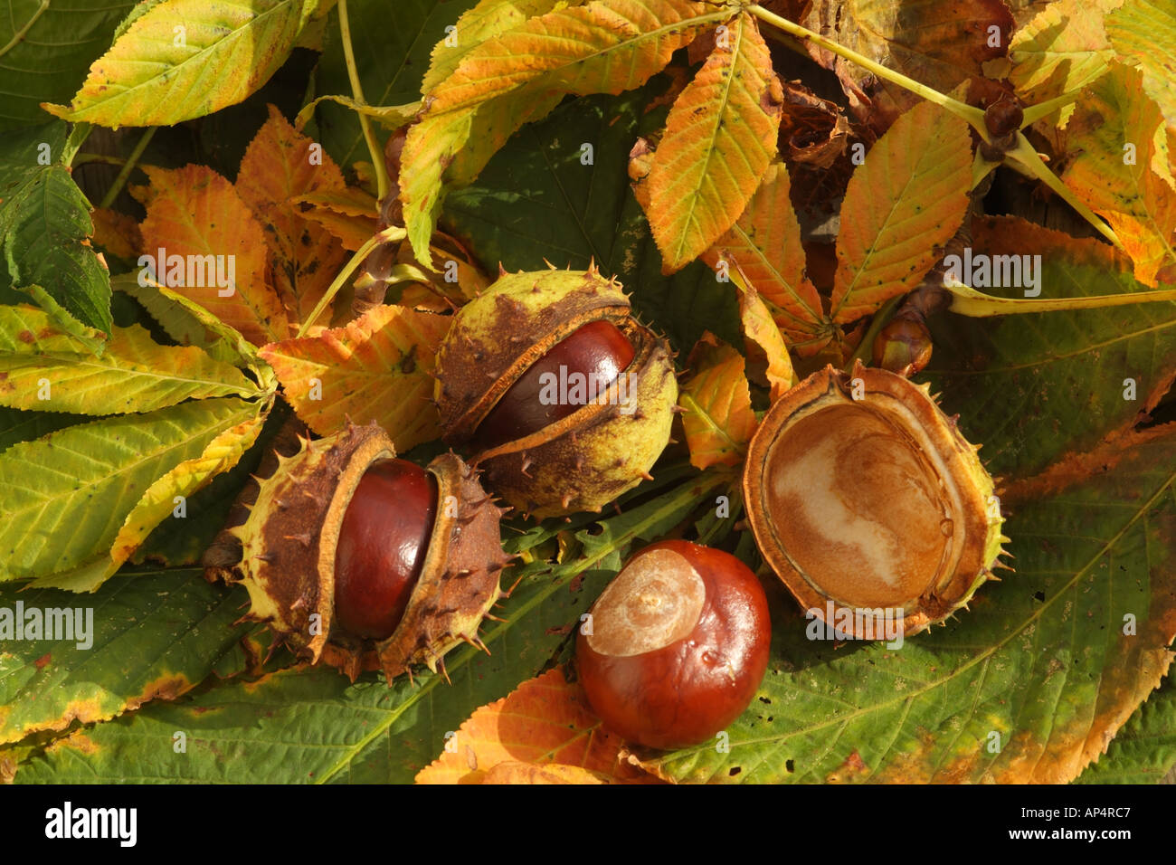 Conkers in spiked husk Aesculus Hippocastanum Horse Chestnut tree ...