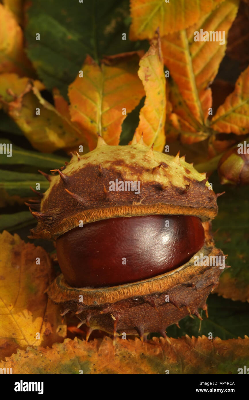 Conkers in spiked husk Aesculus Hippocastanum Horse Chestnut tree ...