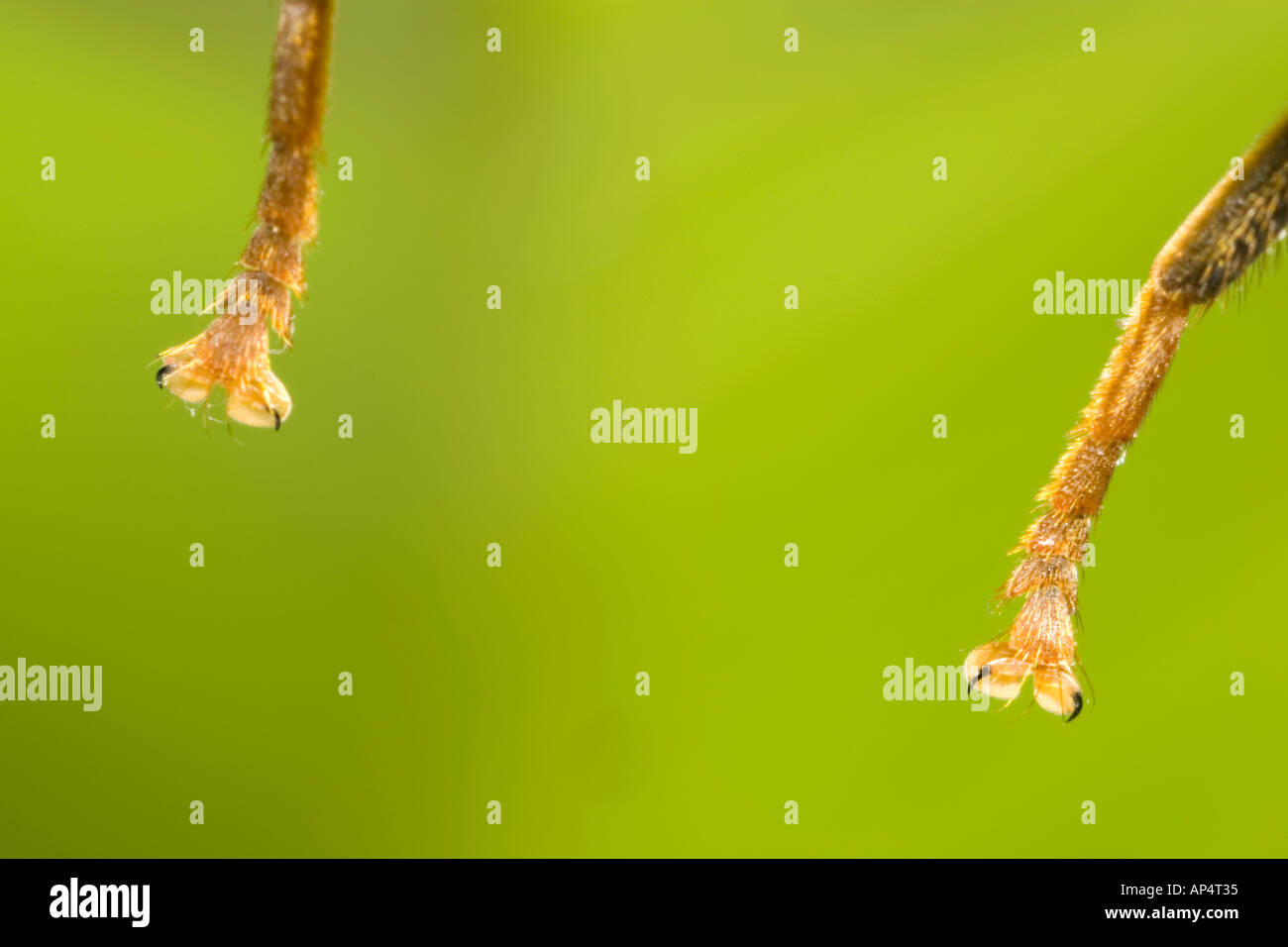 Front Legs and Feet of Fly Stock Photo - Alamy