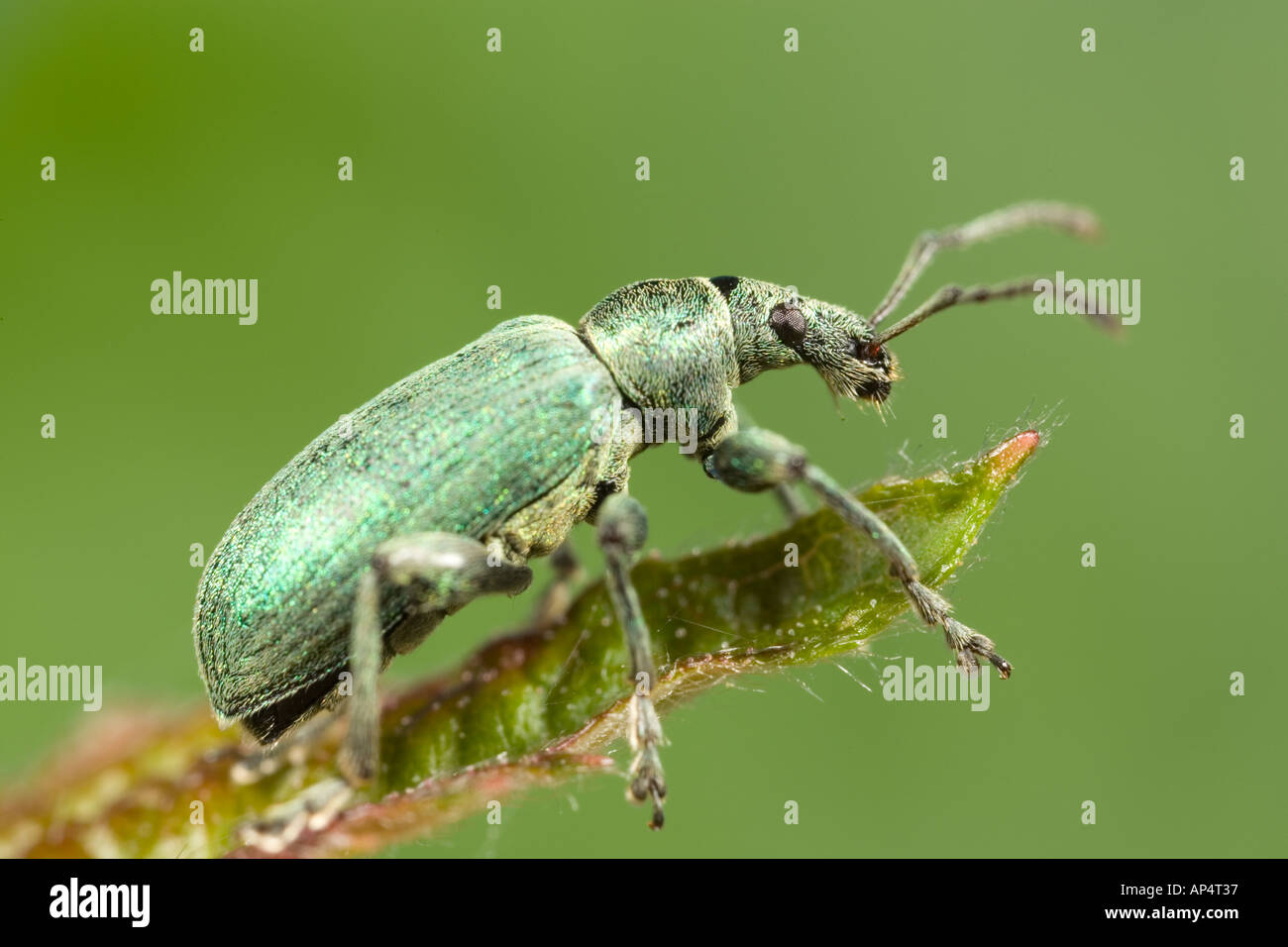 Green Weevil "Phyllobius pomaceus" on a Leaf Stock Photo - Alamy