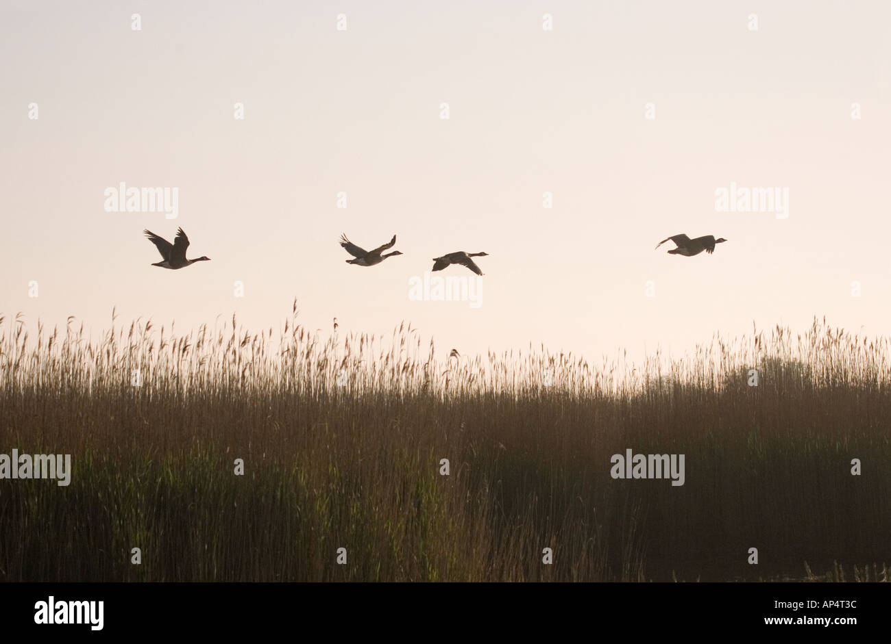 Four Geese in Flight over Reeds Stock Photo - Alamy
