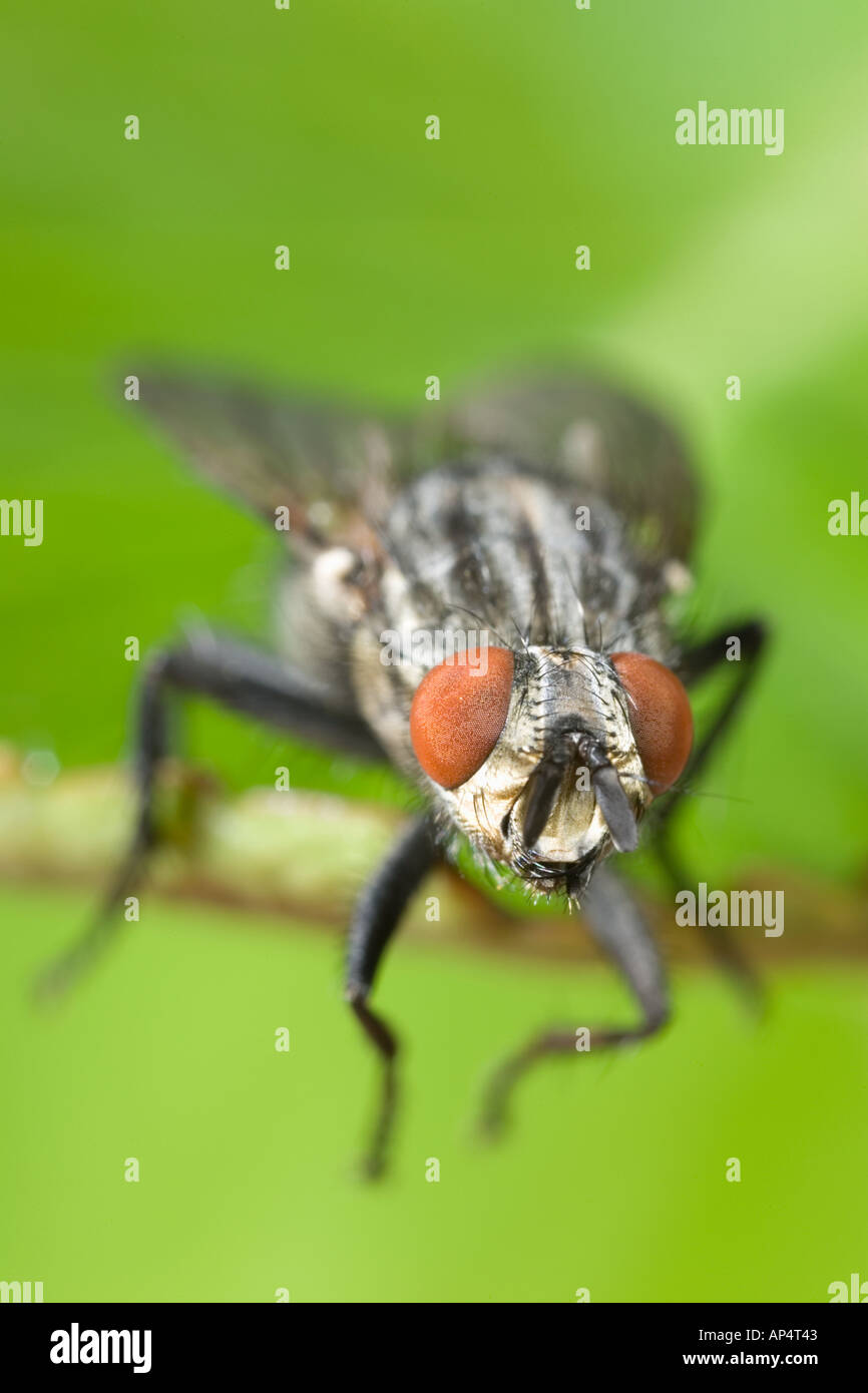 Flesh Fly with Red Eyes Stock Photo - Alamy