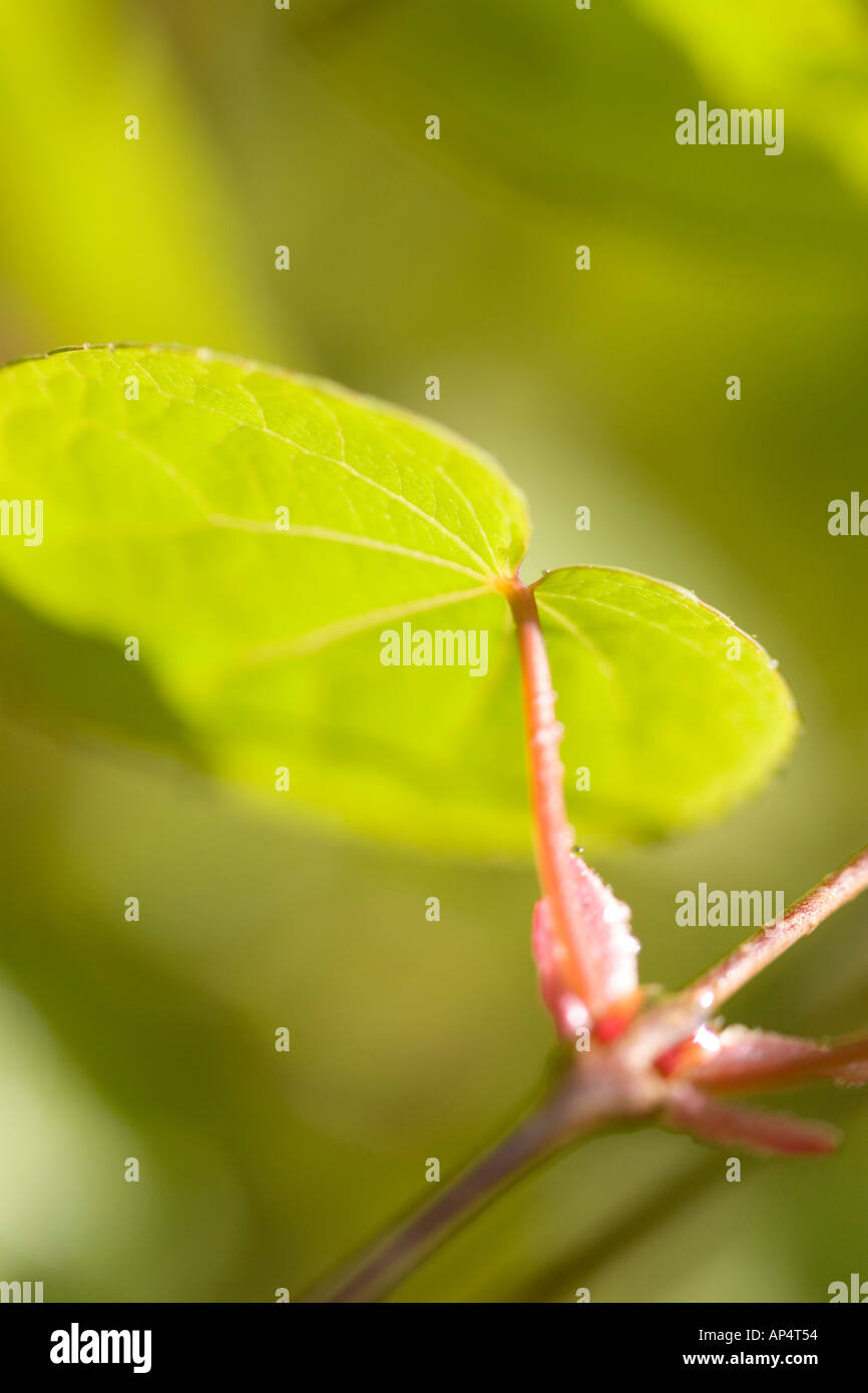 Spring Leaf of Katsura Tree Cercidiphyllum japonicum UK Stock Photo - Alamy