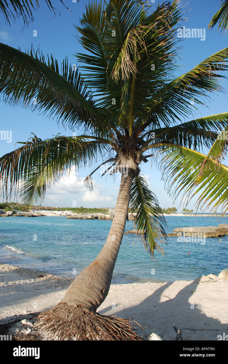 Palm tree and ocean coast Stock Photo - Alamy
