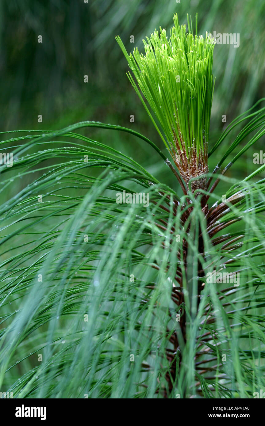 Montezuma pine tree hi-res stock photography and images - Alamy