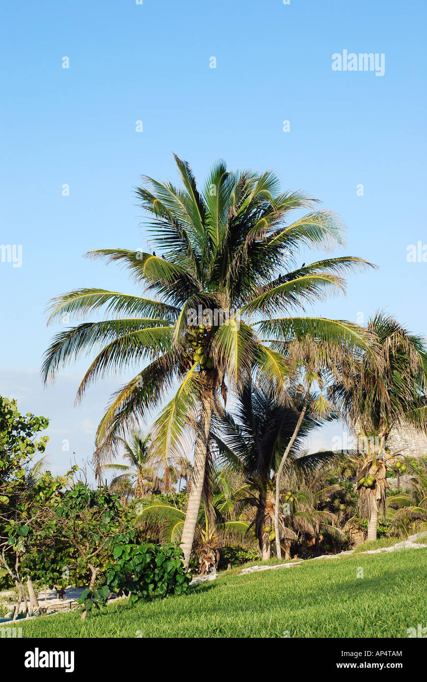 Palmtree crown hi-res stock photography and images - Alamy