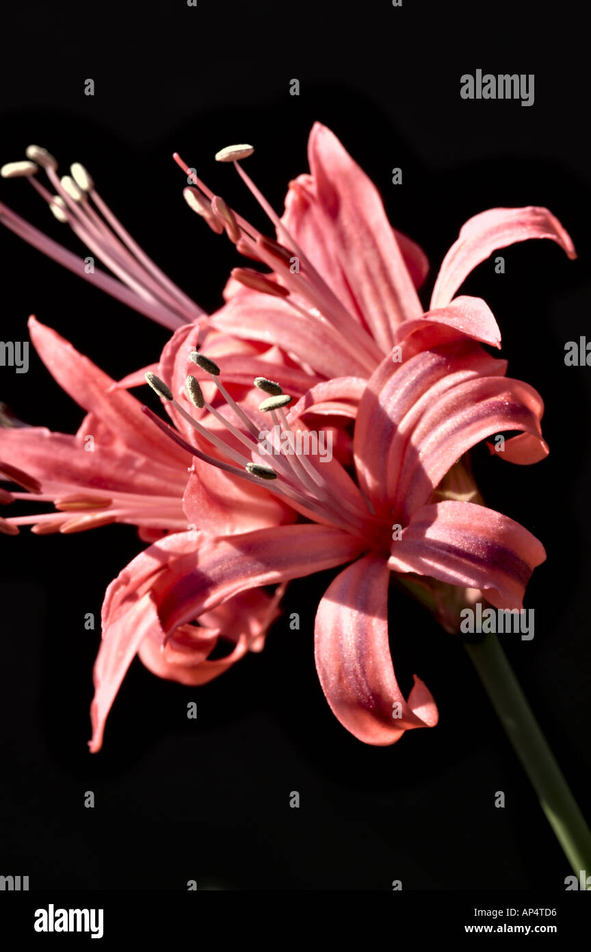 White pink nerine hi-res stock photography and images - Alamy