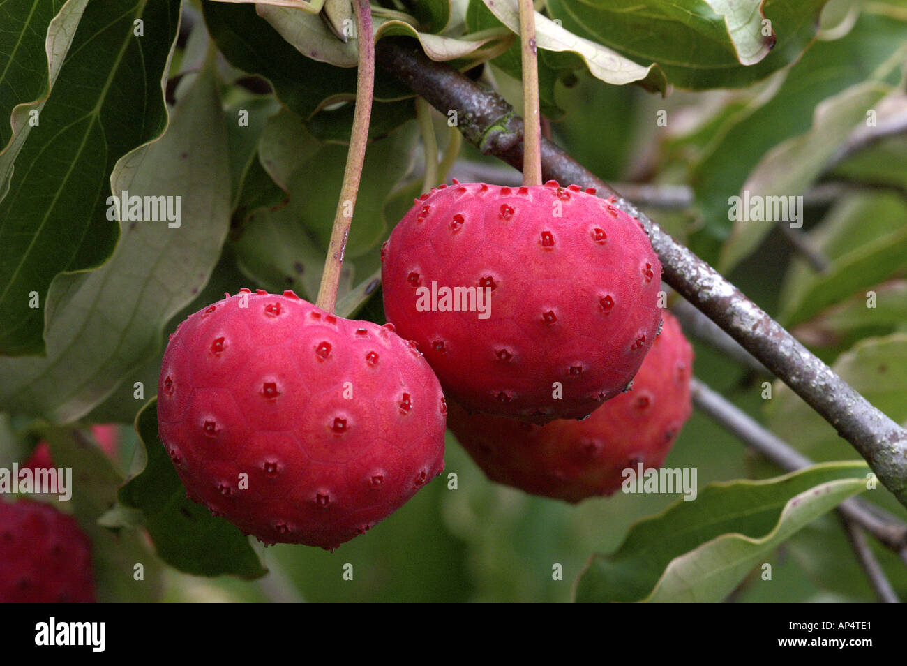 Cornus Konusa fruit England Stock Photo - Alamy