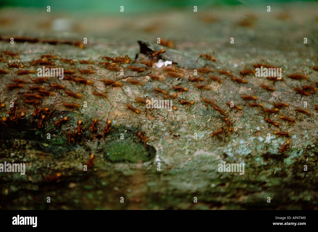 Central America, Panama, Darien National Park, Cana. Army ants (Eciton ...