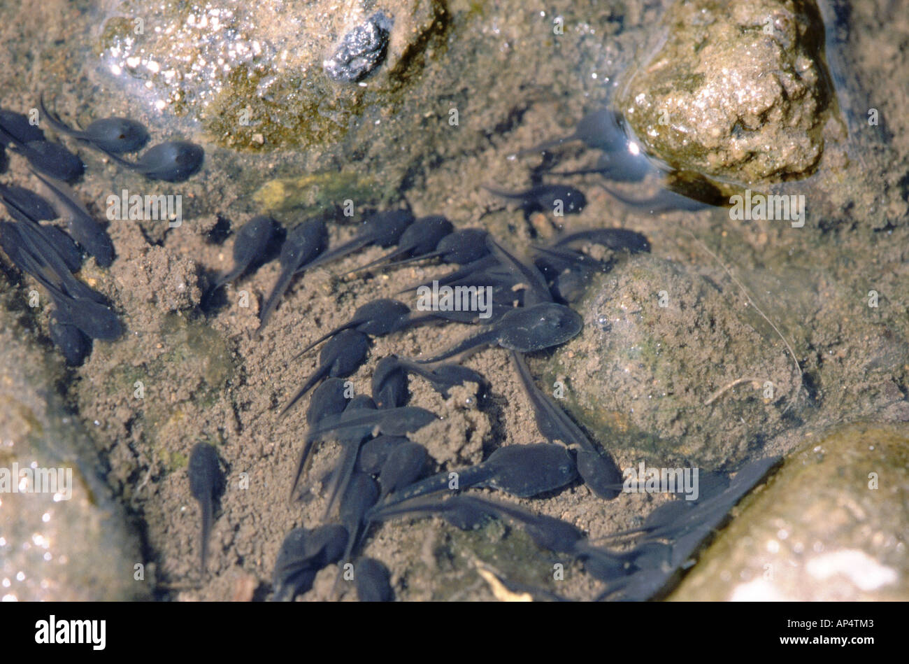 Central America, Panama, Darien National Park, Cana. Tadpoles. Frog ...