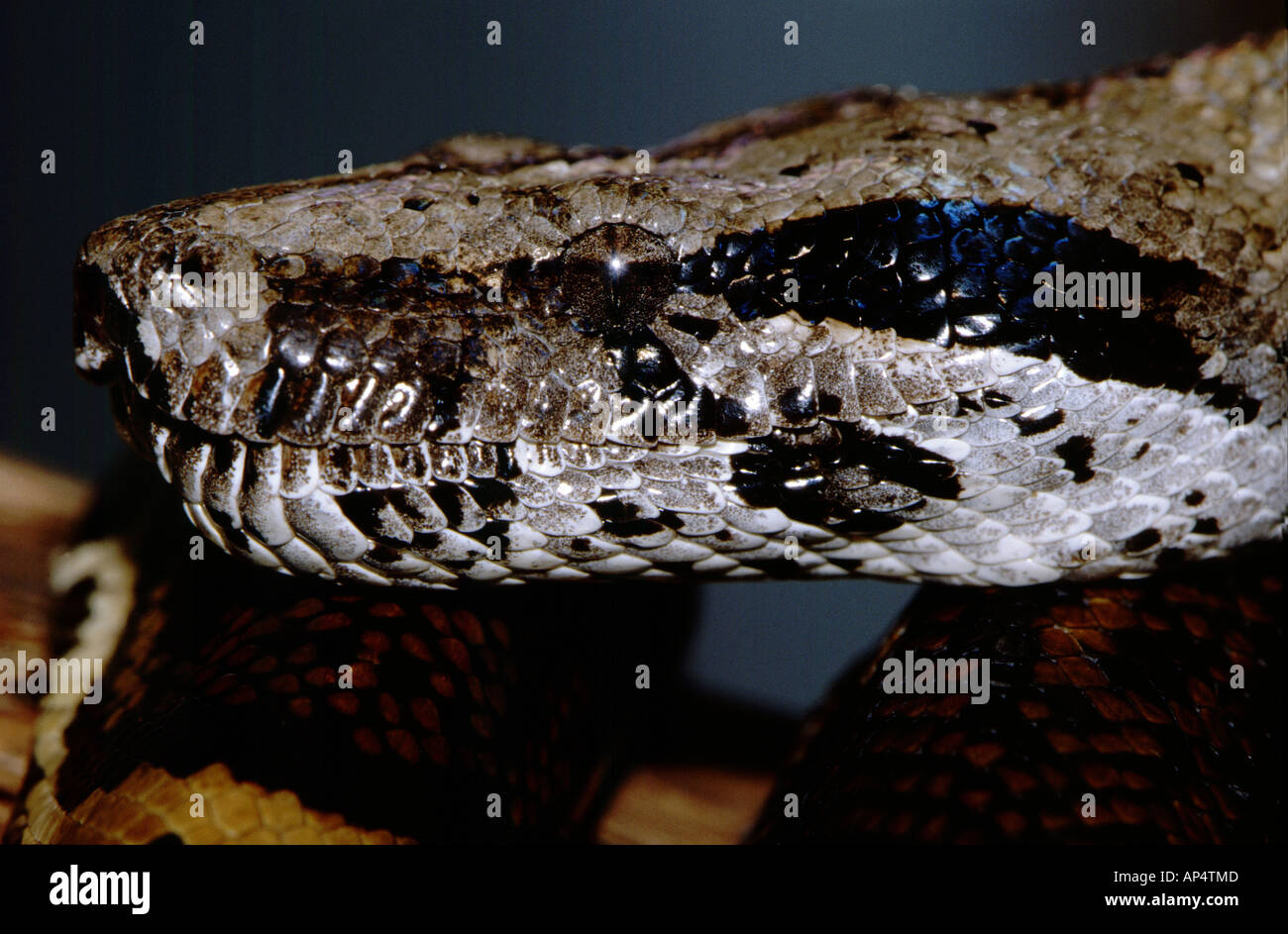 Central America, Panama, Soberania National Park, Gamboa. Gamboa ...