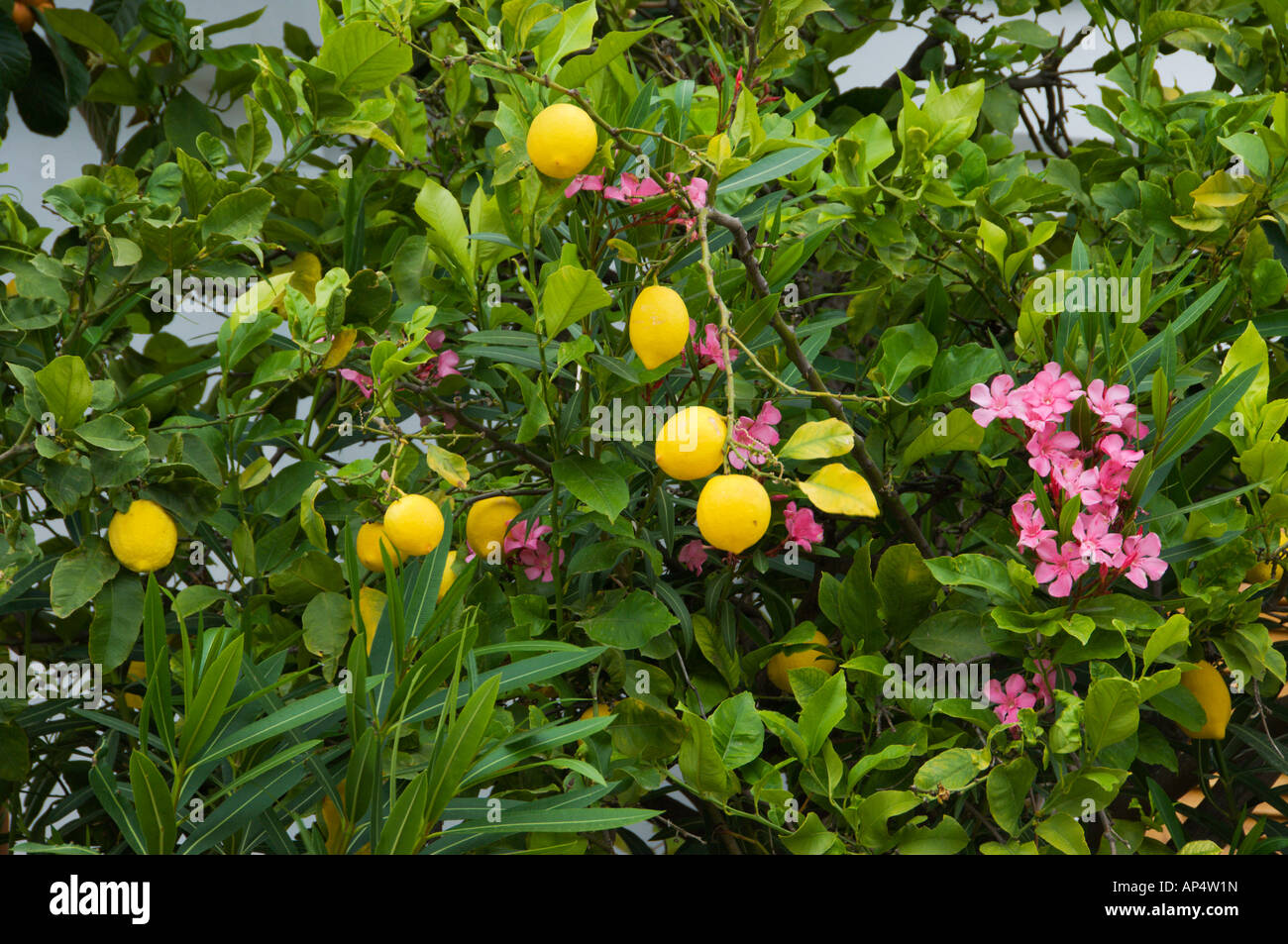 Lemons grow among flower bushes in the fishing town of Githeo Greece ...