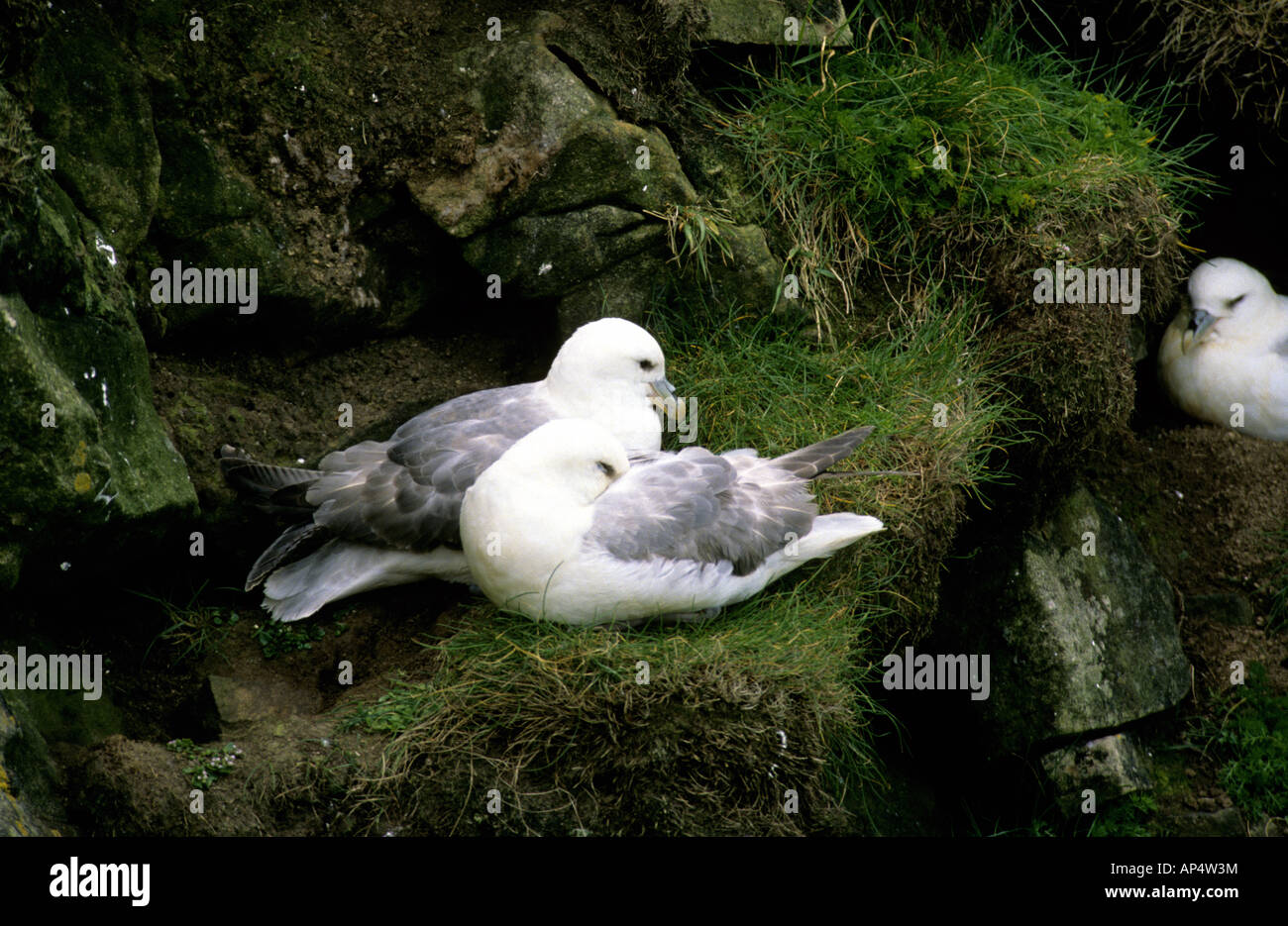 Kittiwake Shetland scenery coast views rugged islands birds Stock Photo ...