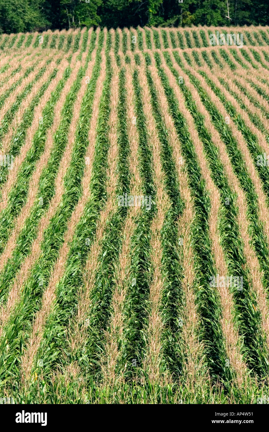Rows of corn in Iowa Stock Photo - Alamy