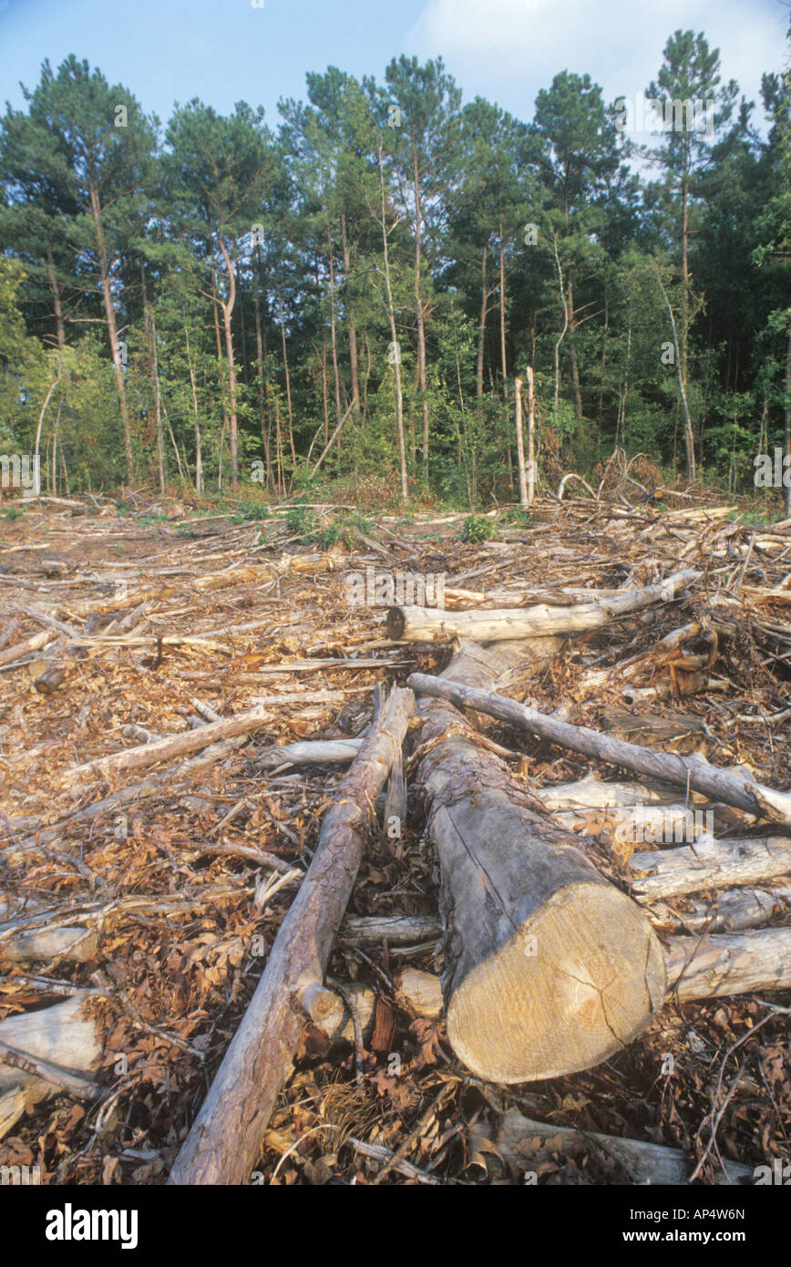 A cleared area of lumber in a Georgia logging region Stock Photo - Alamy