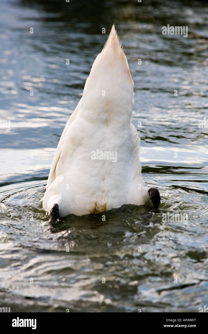 Swan upending in the River Windrush, Gloucestershire, UK Stock Photo ...