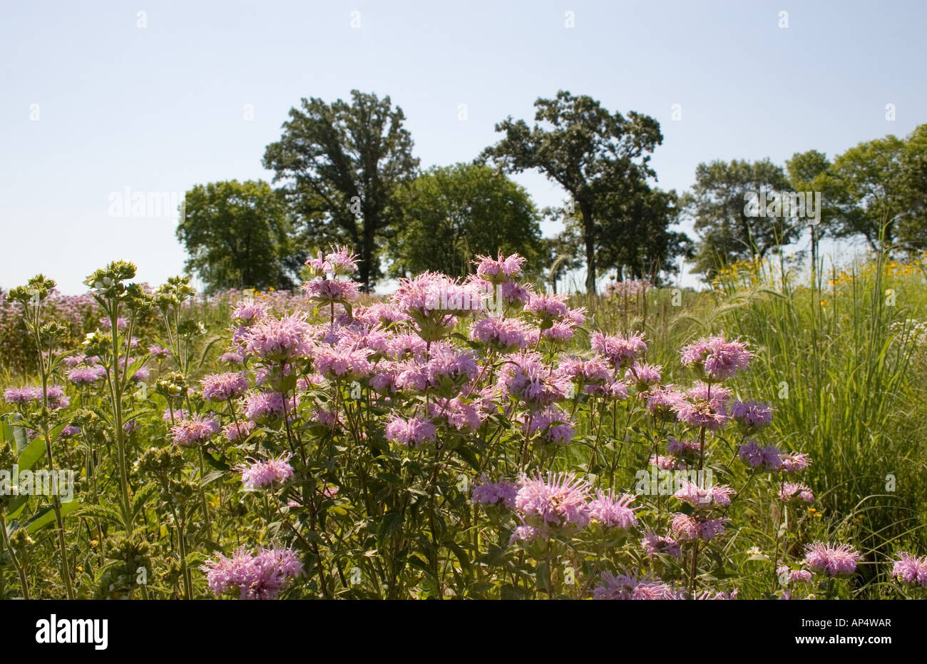 Lavender flowers of the Wild Bergamot a native prairie plant of North ...