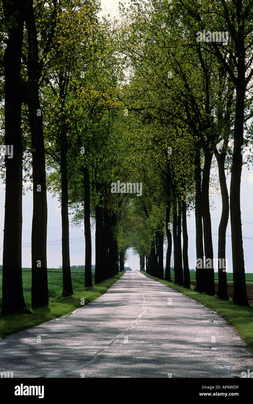 A tree lined rural french road south of Paris Stock Photo - Alamy
