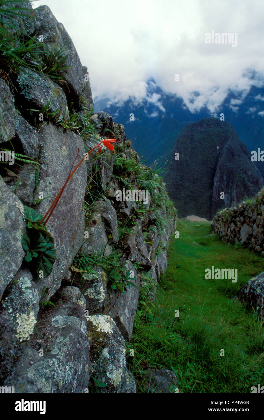 South America, Peru: Machu Picchu, Incan ruin, tuberous begonia ...