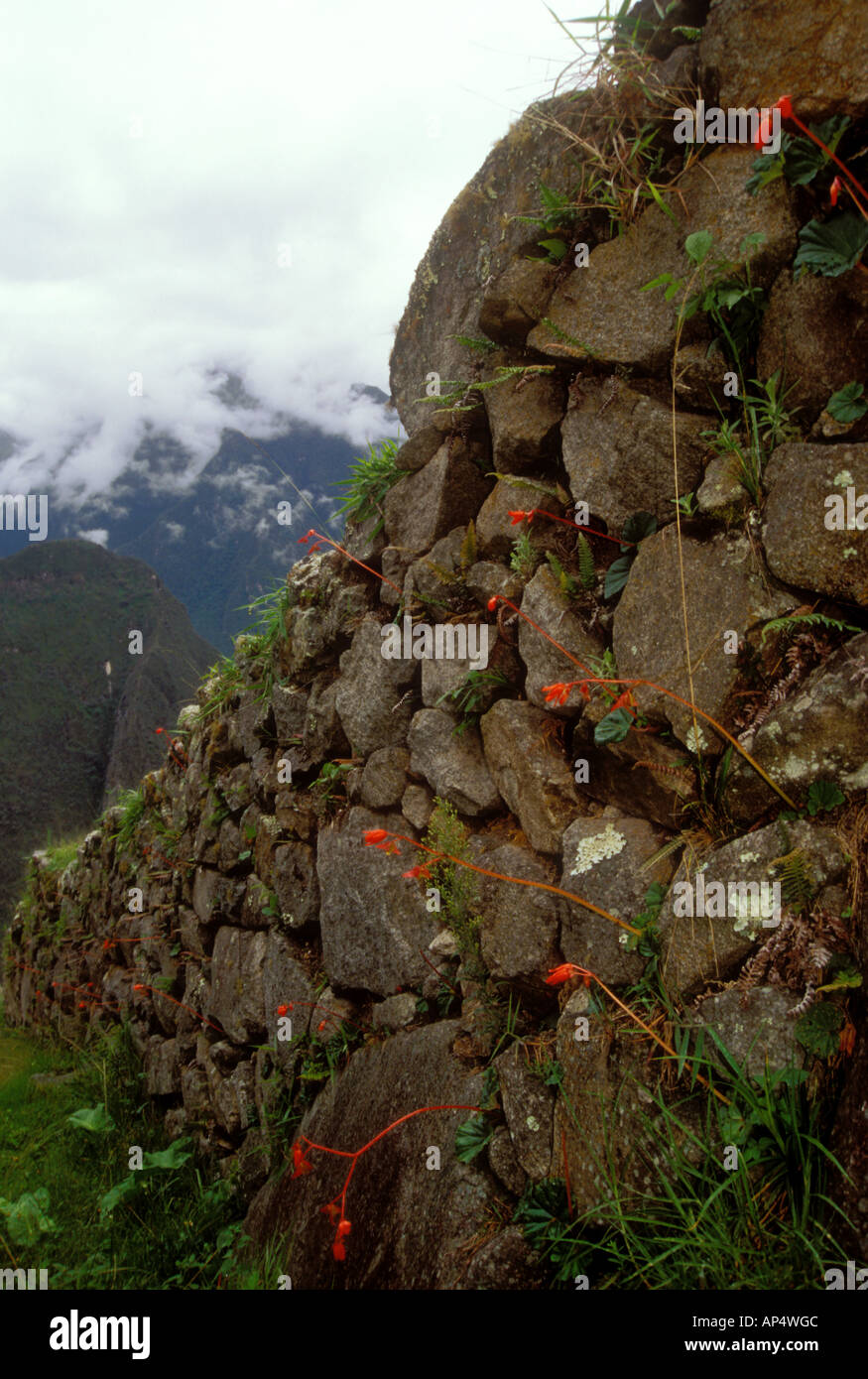 South America, Peru: Mach Picchu, Incan ruin, tuberous begonias ...