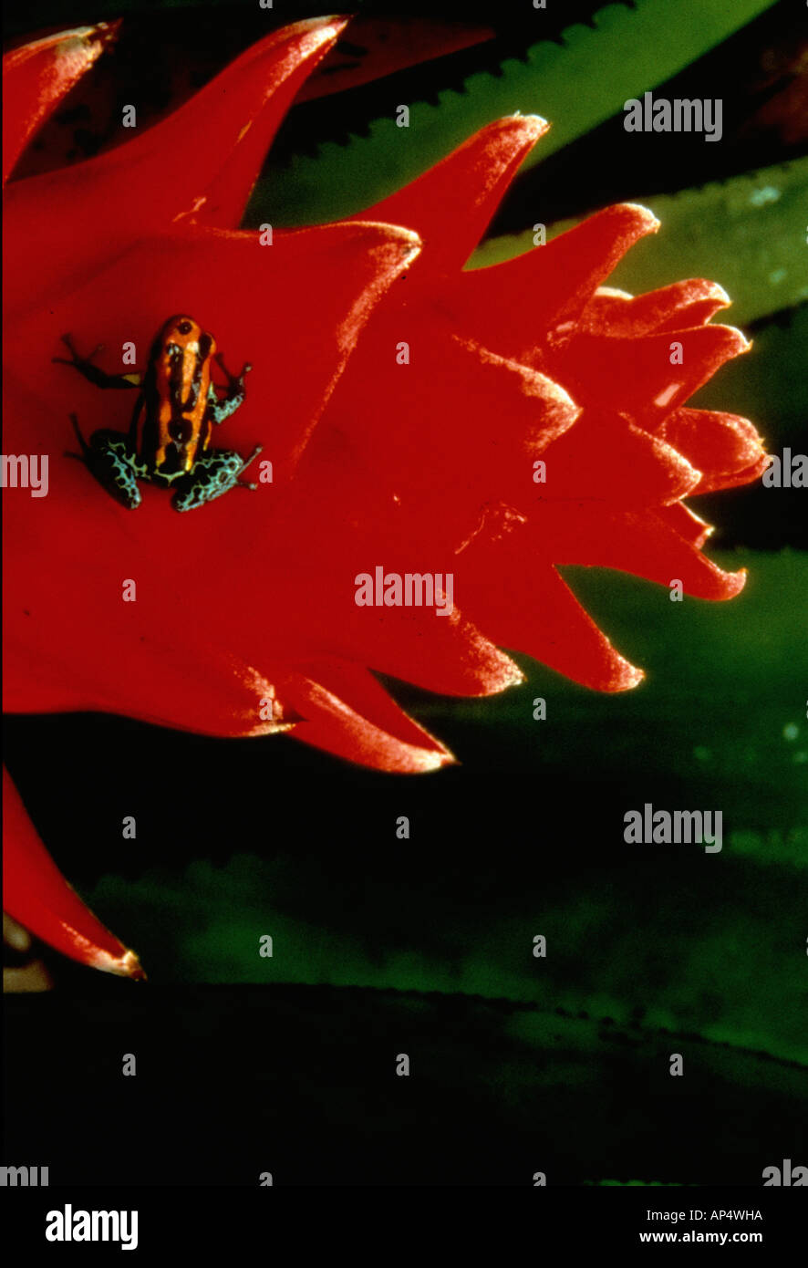 South America, Peru, Arrow Frog & Ginger Stock Photo - Alamy