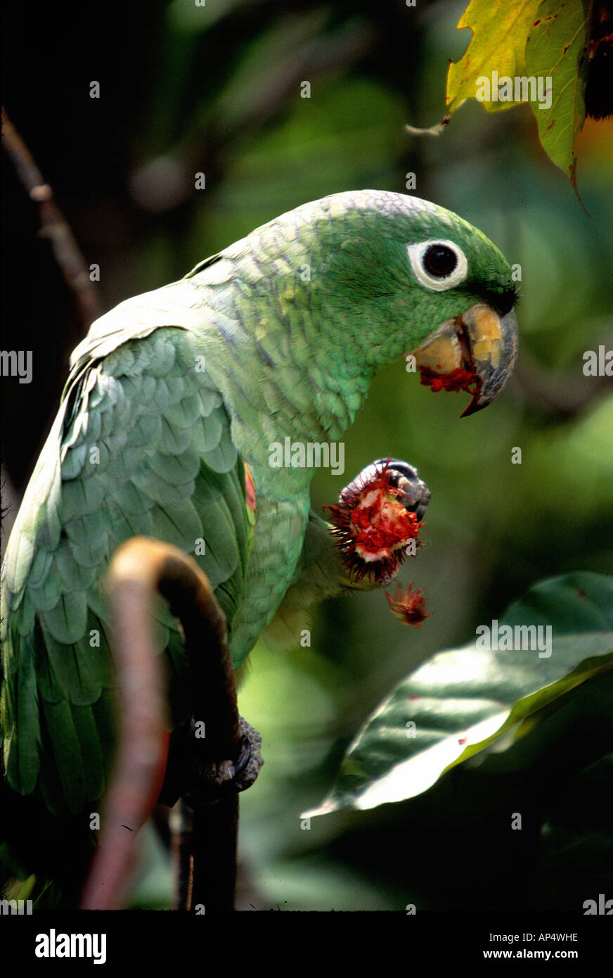 South America, Peru, Parrot Mealy Stock Photo - Alamy