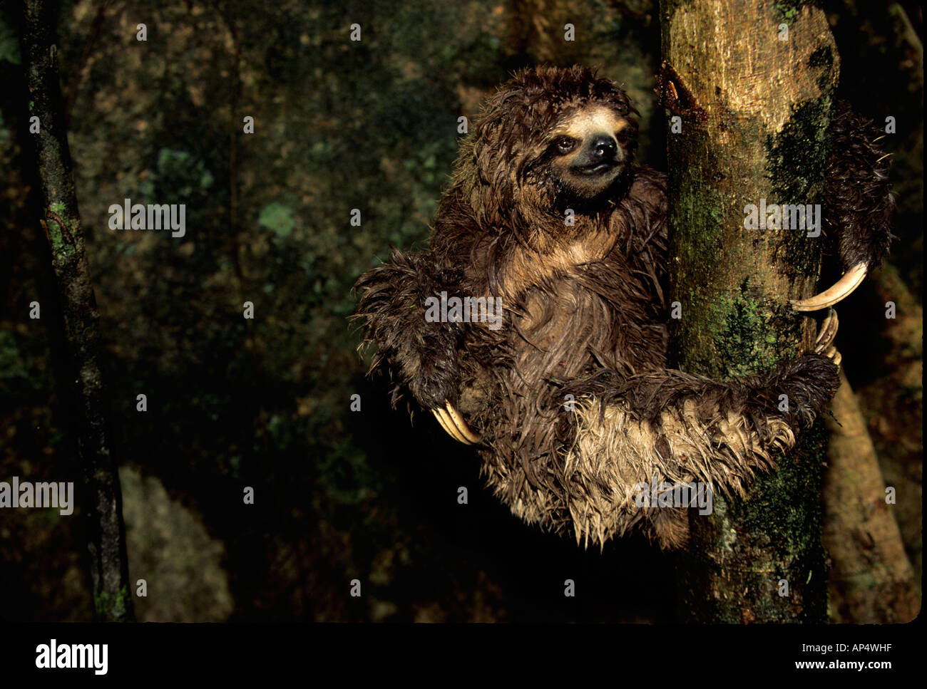 South America, Peru, Three-toed Sloth Stock Photo - Alamy