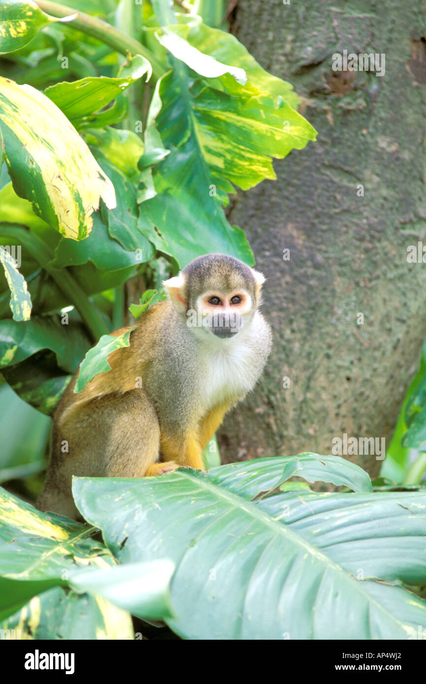 South America, Peru, Manu National Park, Rainforest. Squirrel Monkey ...