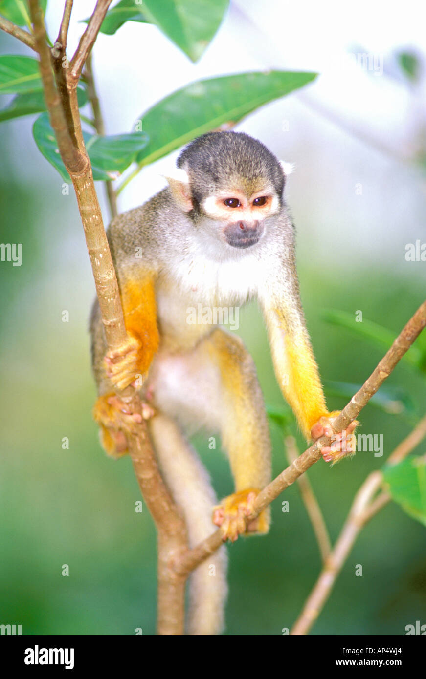 South America, Peru, Manu National Park, Rainforest. Squirrel Monkey ...