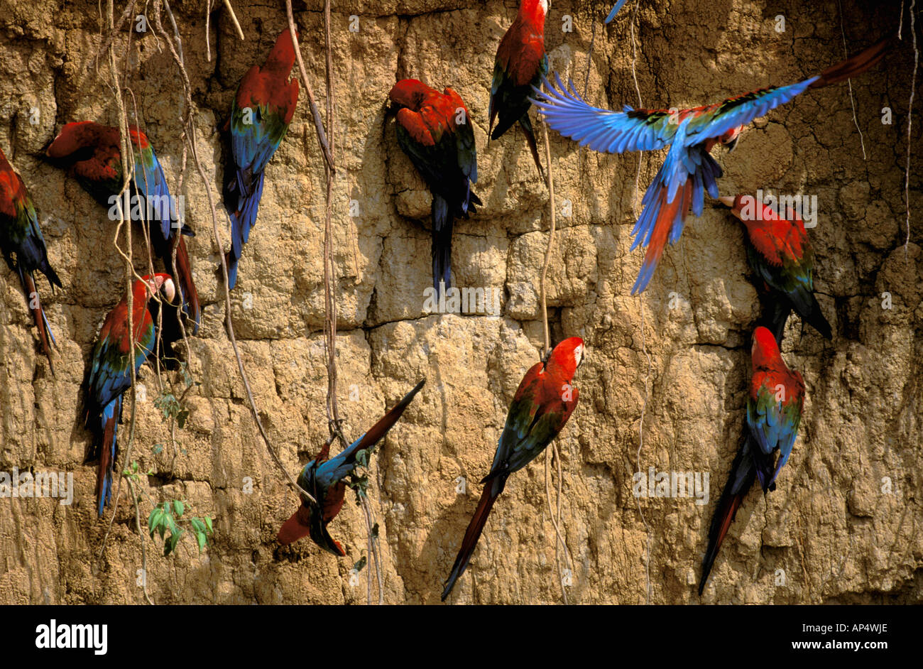 South America, Peru, Manu National Park, Rainforest. Scarlet Macaws ...