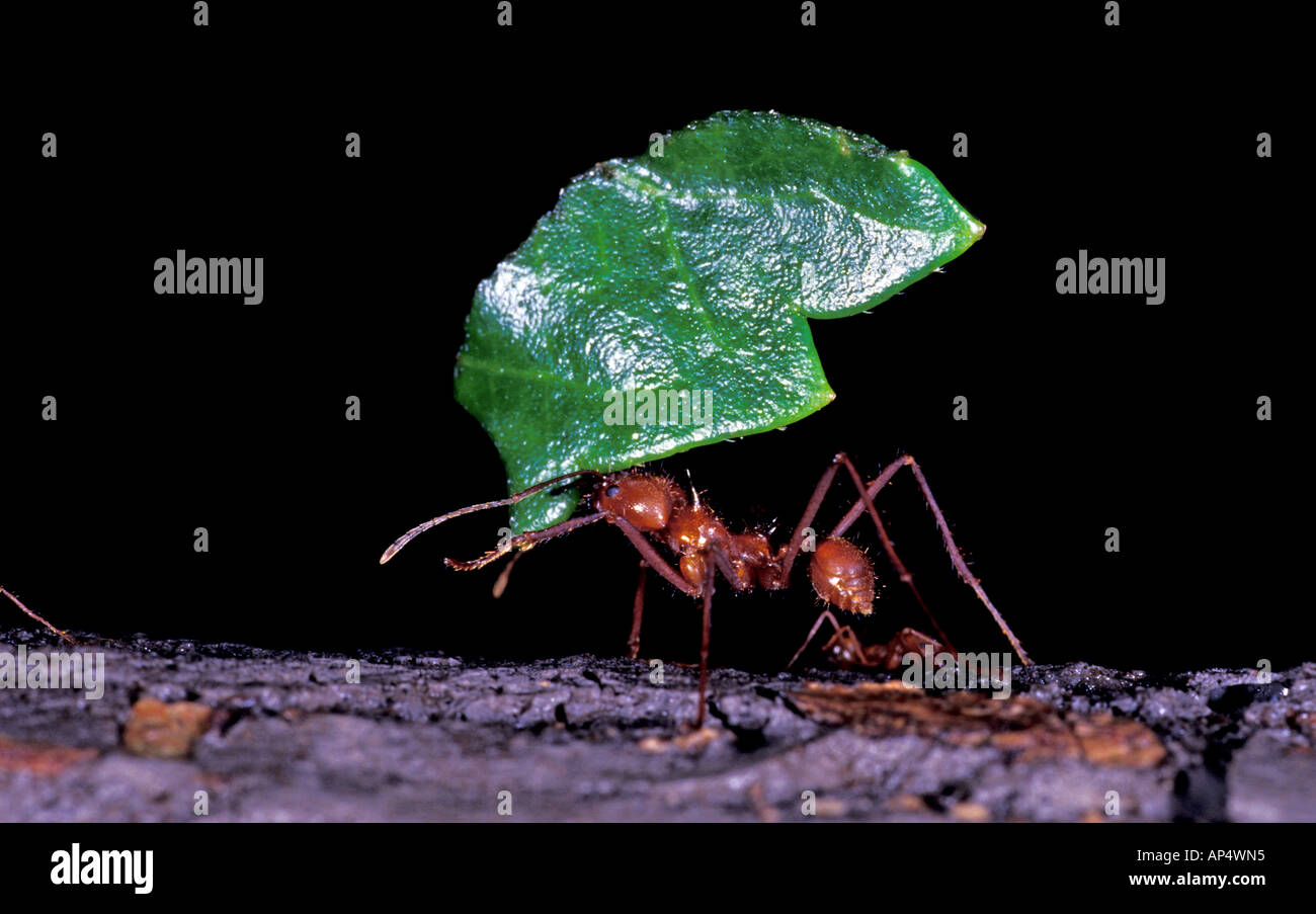 South America, Peru, Napo River National Park. Leaf cutter ant Stock ...