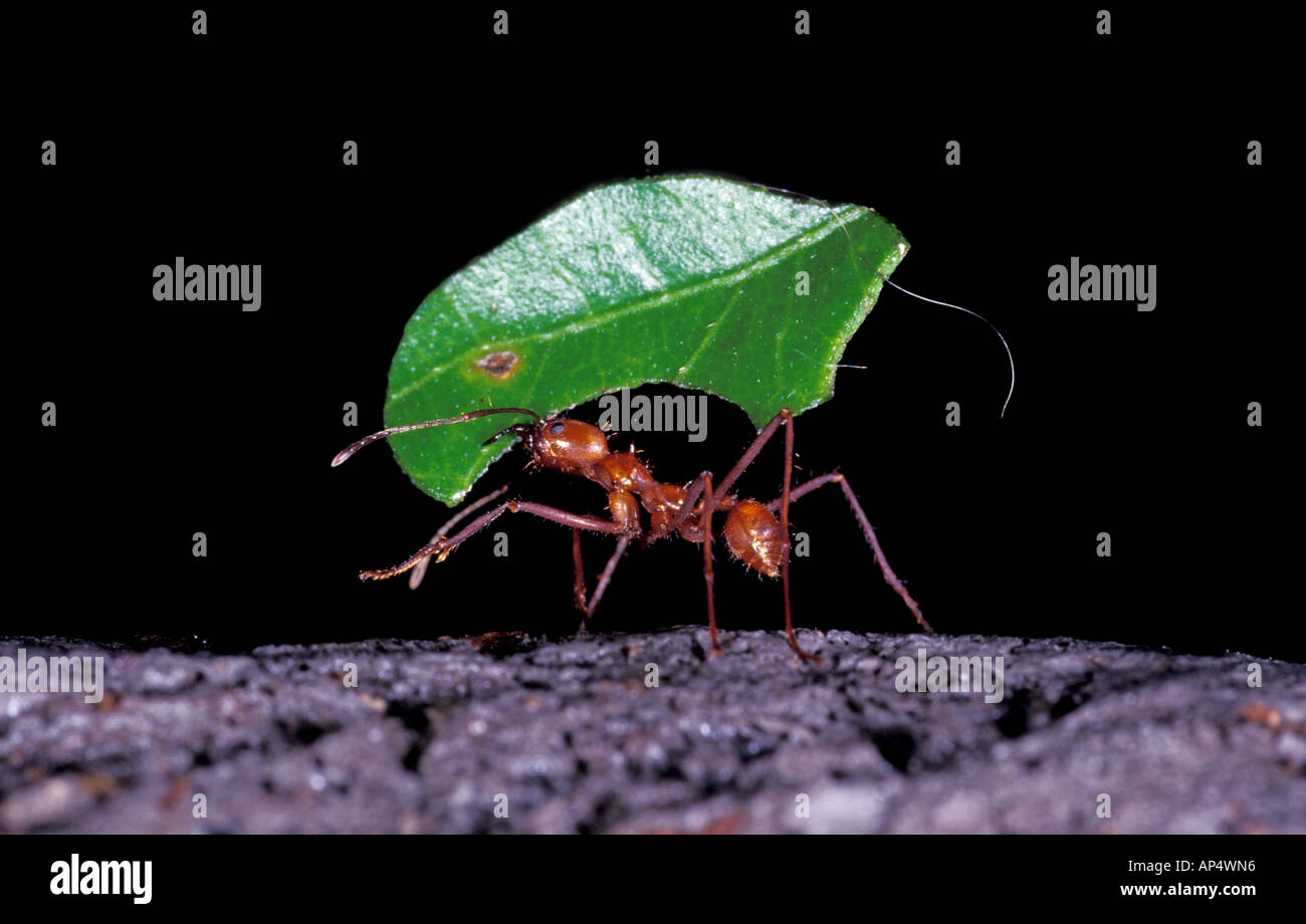 South America, Peru, Napo River National Park. Leaf cutter ant Stock ...