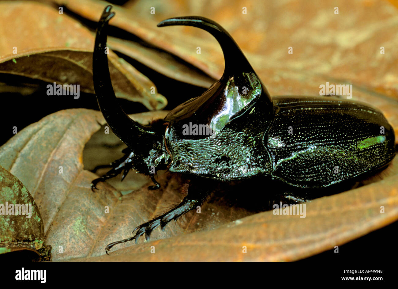 North America, Peru, Napo River. Horned beetle Stock Photo - Alamy