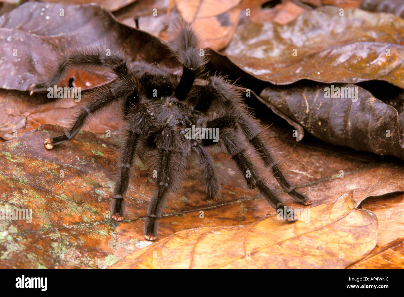 South America, Peru, Amazon Rainforest. Black Tarantulas (Theraposidae ...
