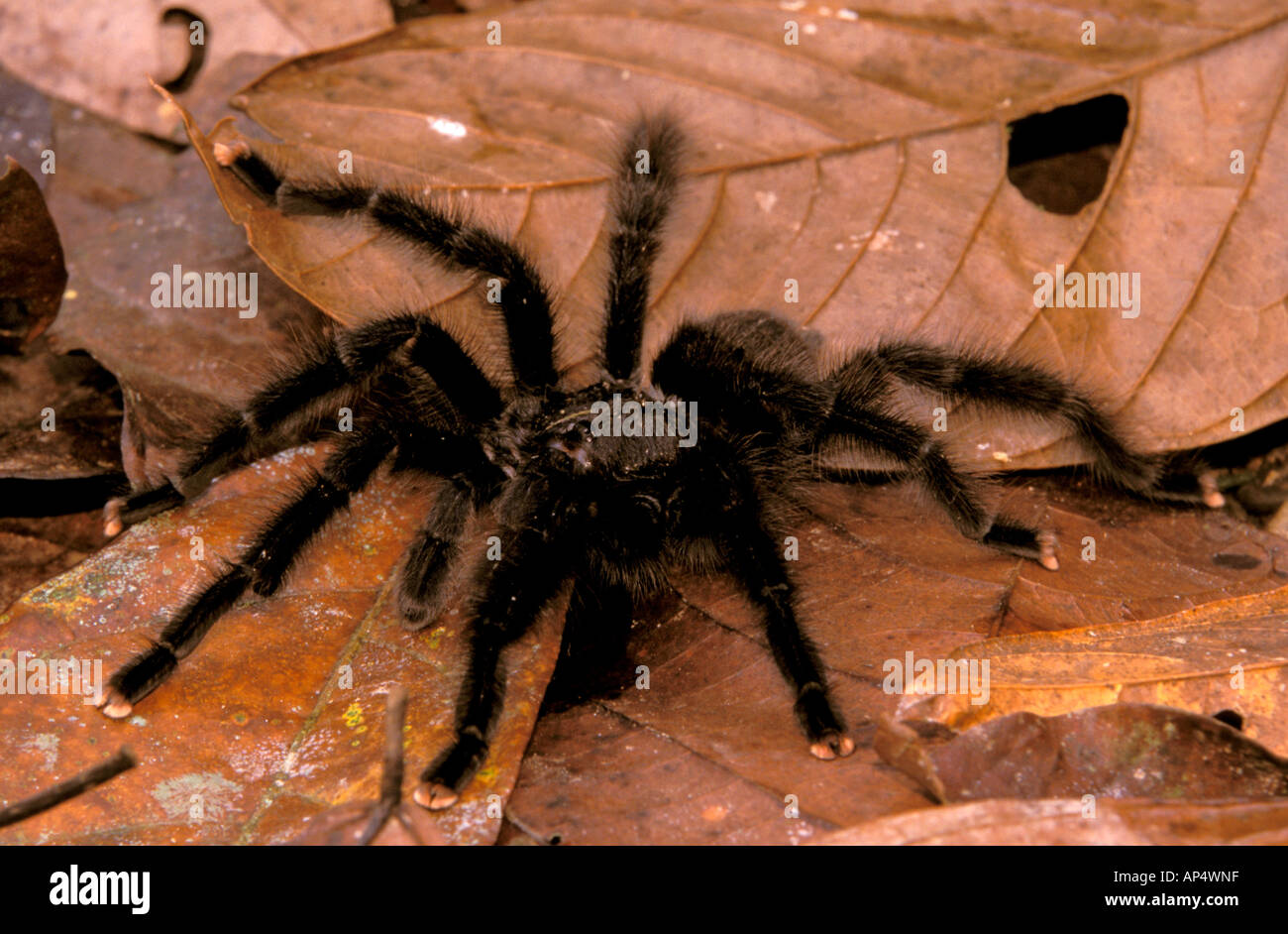 Tarantulas peru hi-res stock photography and images - Alamy