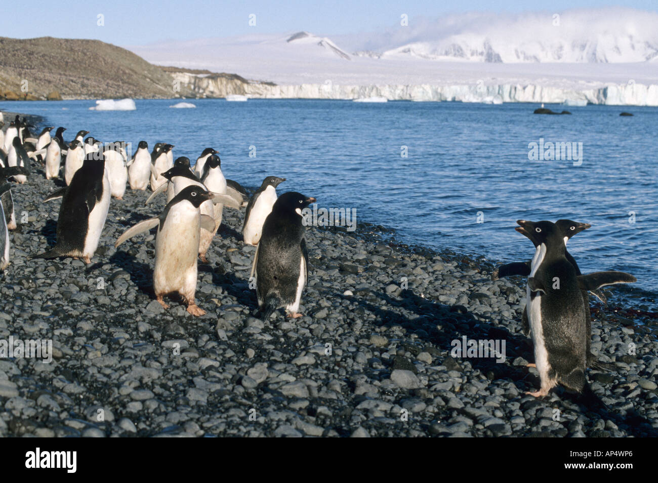 Adelie penguin breeding behavior hi-res stock photography and images ...